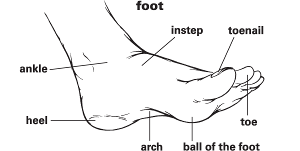 Foot Definition For English Language Learners From Merriam Webster s foot-definition-for-english-language-learners-from-merriam-webster-s