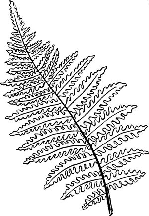 Fern Line Drawing Plant Leaves Sketch Coloring Page
