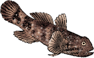 Goby | Definition of Goby by Merriam-Webster