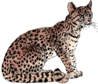 Margay | Definition of Margay by Merriam-Webster