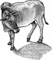 Zebu | Definition of Zebu by Merriam-Webster