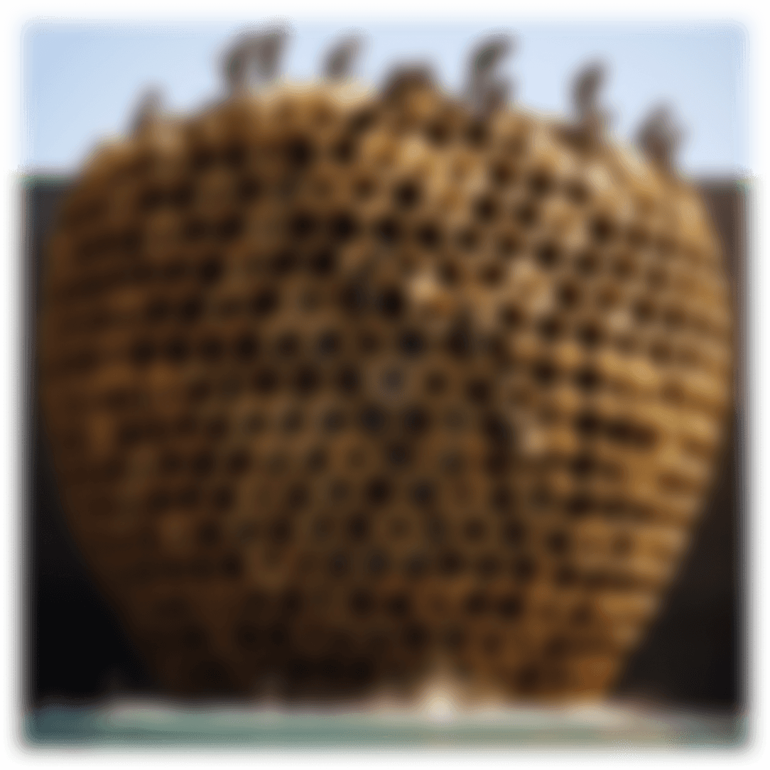 Twofer Goofer, a daily rhyming word game | Merriam-Webster